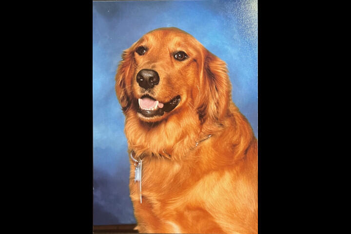 Netcong School District's Therapy Dog Program | Netcong Elementary School