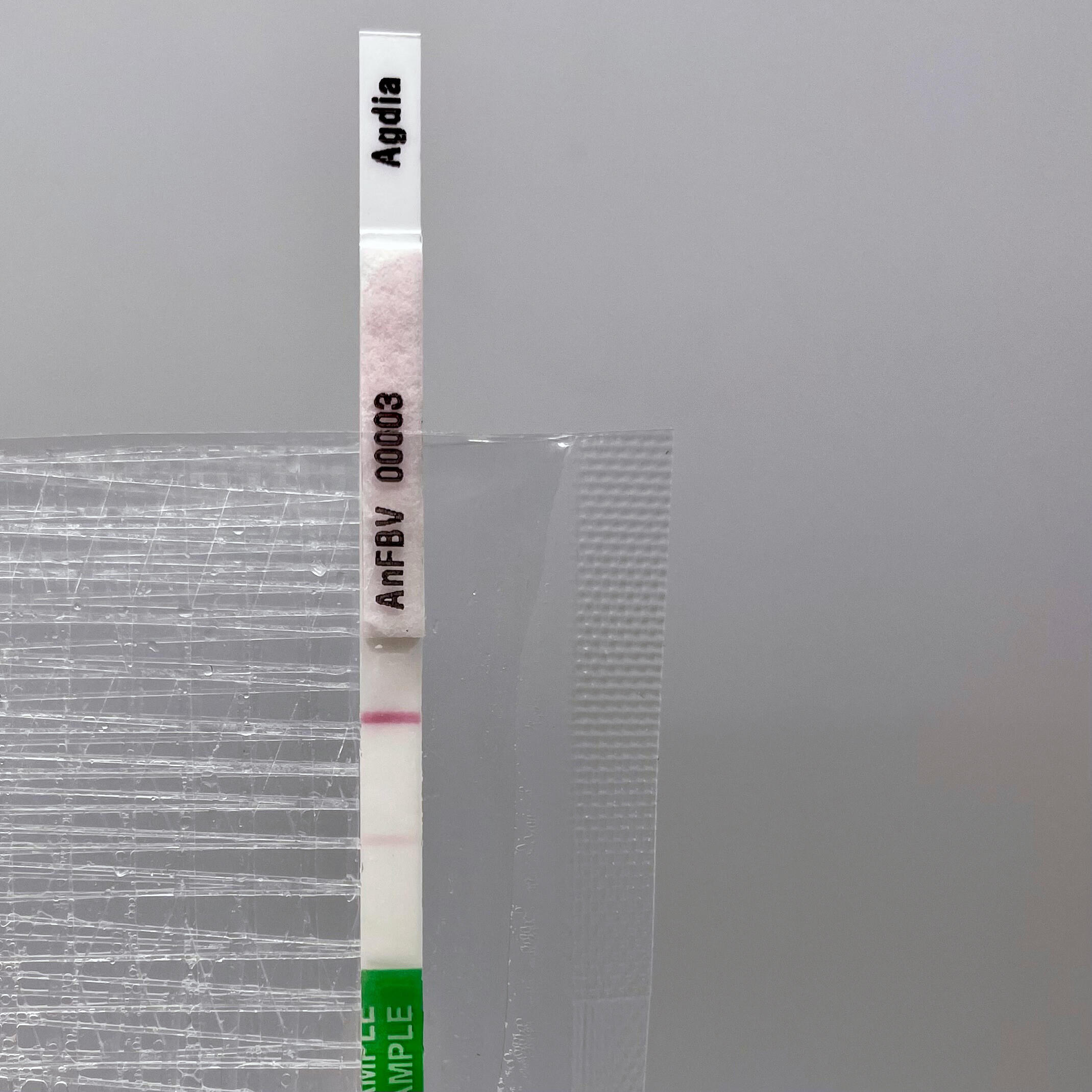 Agdia Releases ImmunoStrip® for Detection of Angelonia Flower Break ...