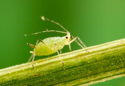 Agdia Testing Services | Testing Services