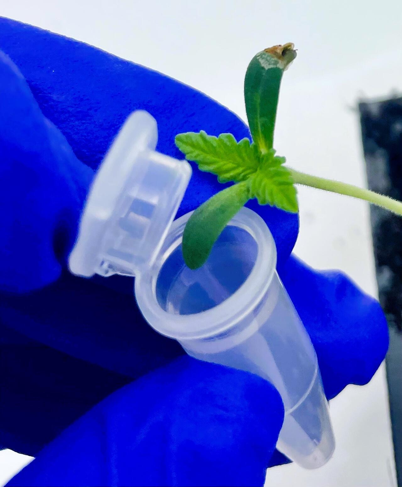To test or not to test: Is on-site cannabis plant pathogen testing ...
