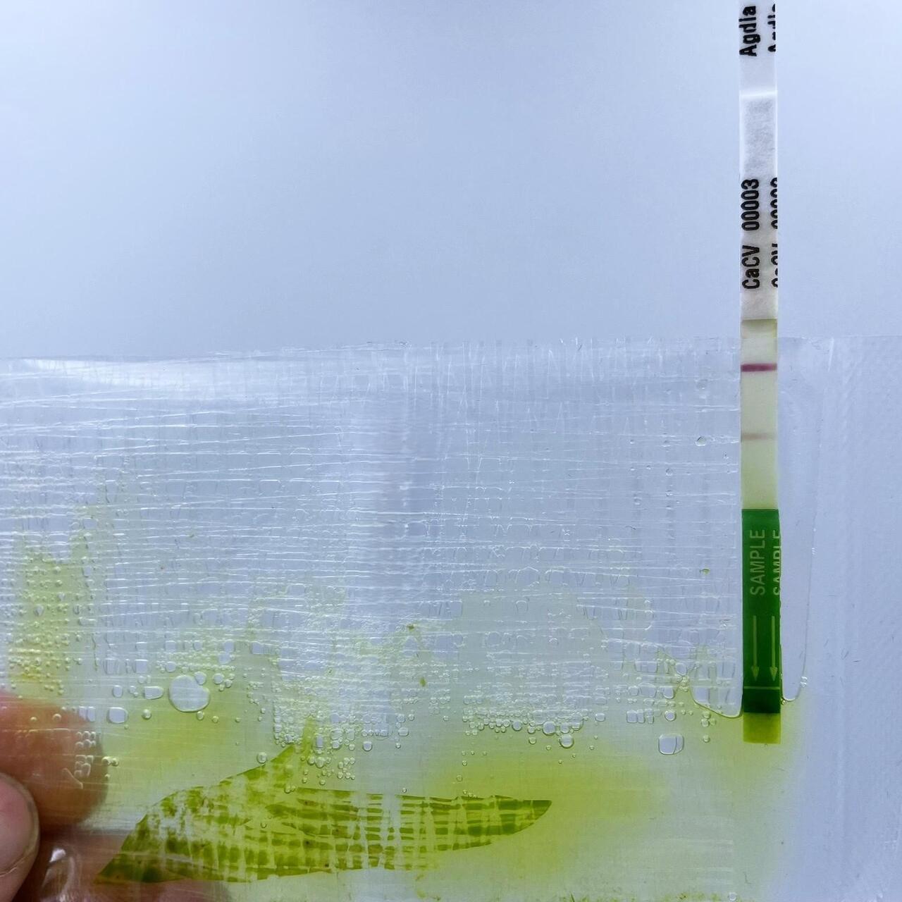 Agdia Launches ImmunoStrip® for Detection of Capsicum Chlorosis Virus ...