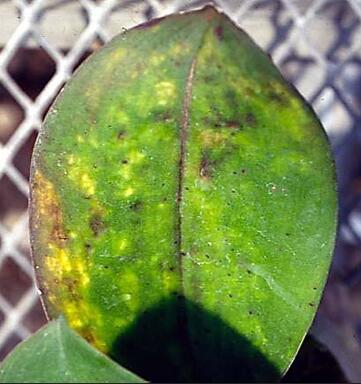 The Most Common Orchid Viruses: CymMV & ORSV [Orchid Health Blueprint ...