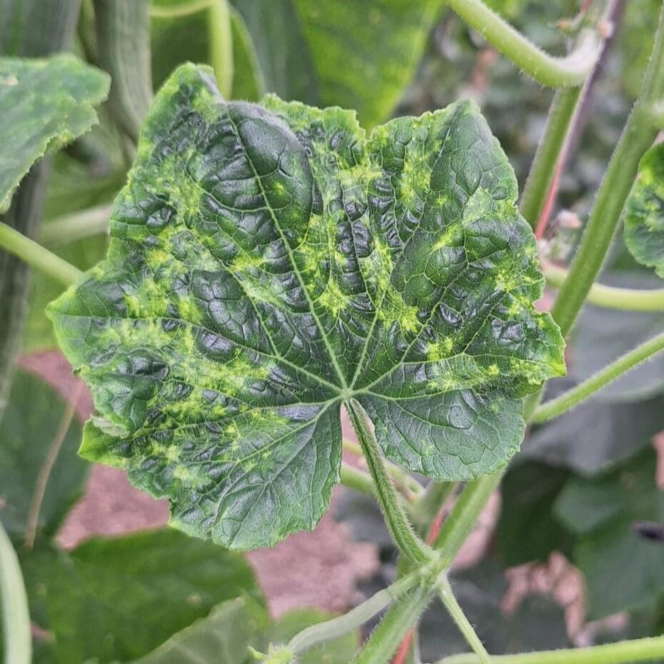 Agdia Releases Rapid Molecular Test Kit for CGMMV (Cucumber green ...