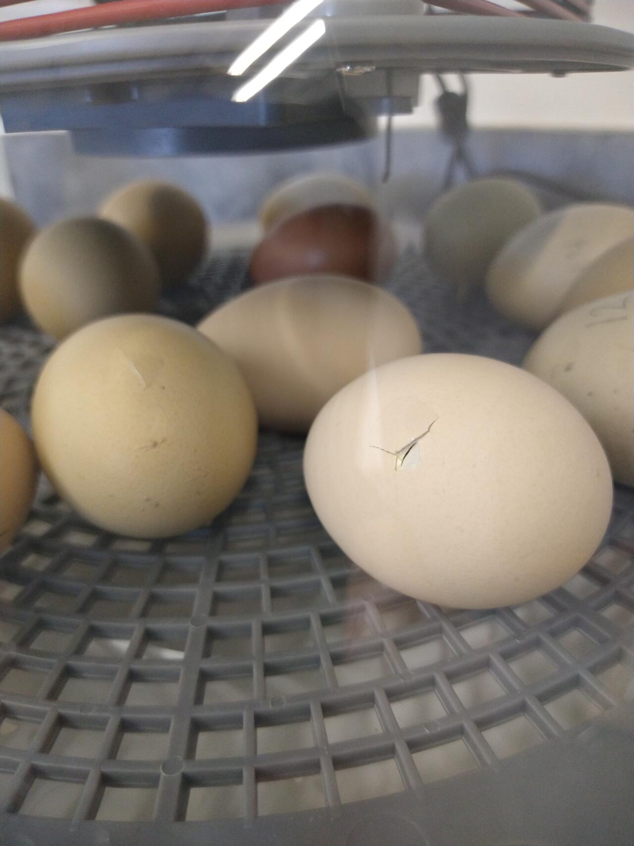 Today is "hatch day" in Animal Science! | Sims Academy