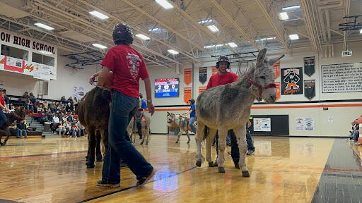 Donkeys in the Gym!!! | Our District