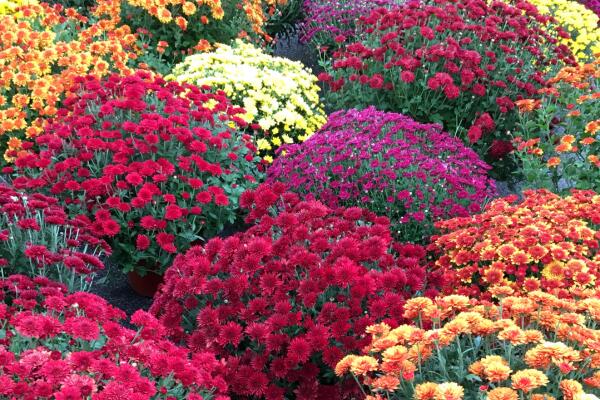 Mast Way PTO Mums Sale | Mast Way (K-4)