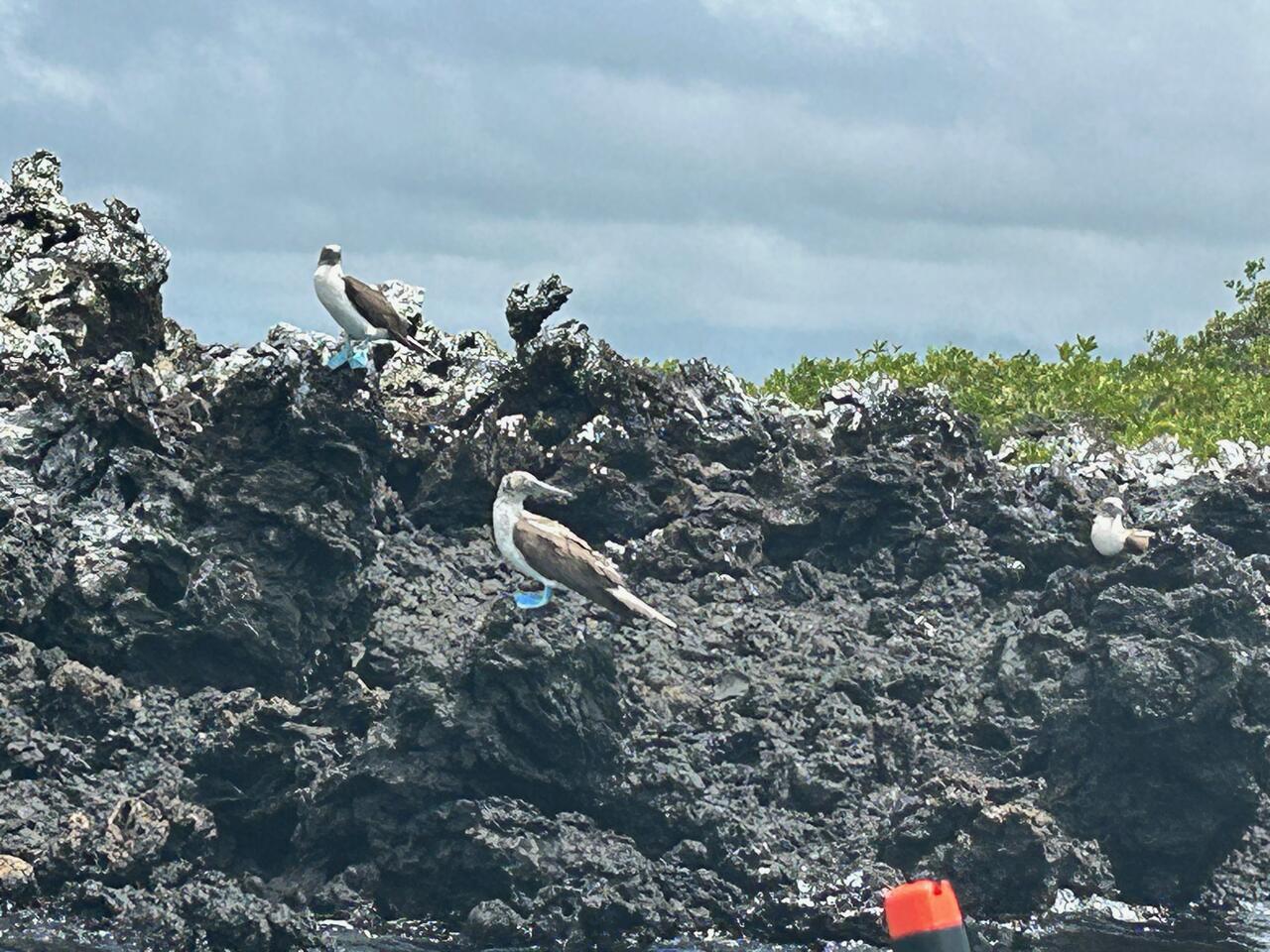 Jennifer Hendry in the Galapagos Islands on Borgmann Inspiration Fund ...